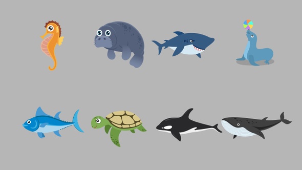 Cartoon Marine Life, Motion Graphics | VideoHive