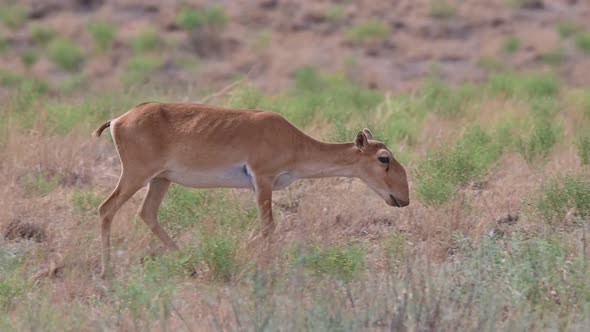 Wild Saiga Antelope or Saiga Tatarica Grazes in Steppe, Stock Footage
