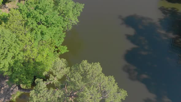 Pine Tree Over Water, Stock Footage | VideoHive