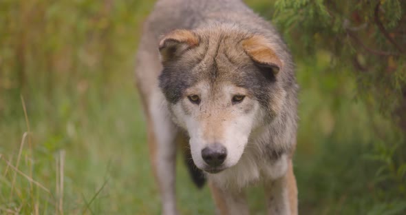 Scared Old Grey Wolf Looks and Smells After Rivals or Food in the ...