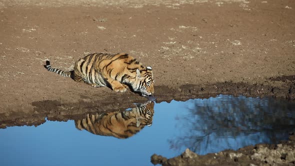 Adolescent Bengal Tiger reflects in mid-day pond as it drinks water ...
