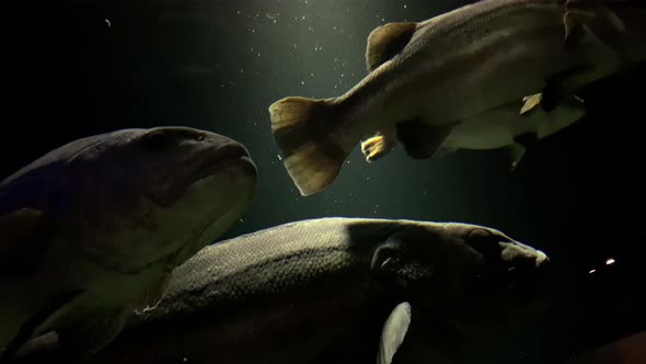 Stereolepis doederieini- Big fish, Striped jewfish at Kamon Aquarium ...