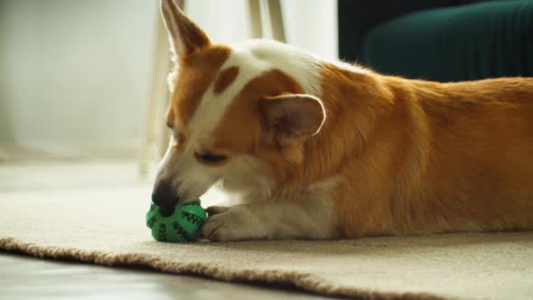 Corgi Playing with Ball on Floor Closeup, Stock Footage | VideoHive