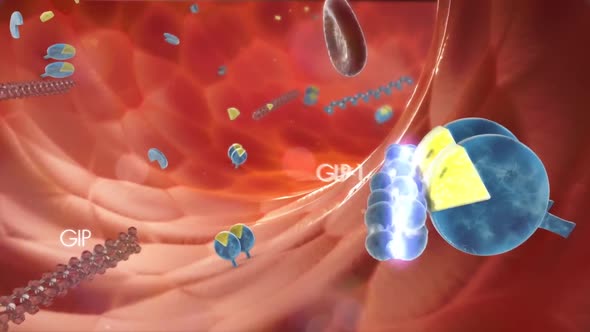 Pancreatic -Cell Electrical Activity and Insulin Secretion, Motion Graphics