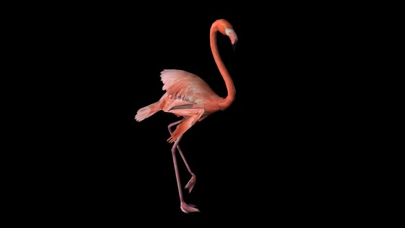Flamingo Walk, Motion Graphics | VideoHive