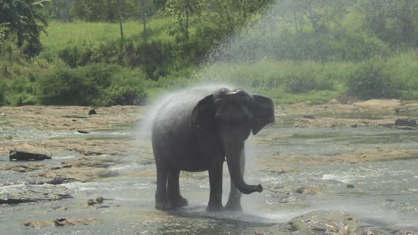 Elephant Taking a Shower, Stock Footage | VideoHive