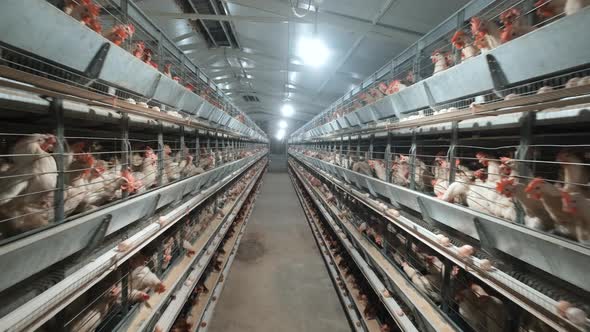 Chicken Farm, Poultry, Stock Footage | VideoHive