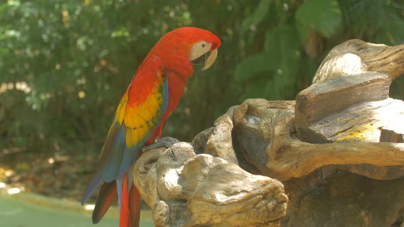 Parrot shaking its head and scratching , Stock Footage | VideoHive