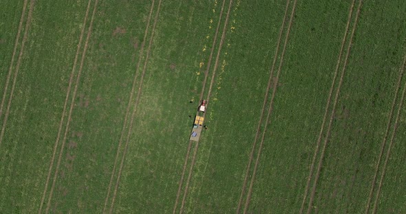 Farm workers picking Melons into pallets on a tractor trailer. by liorpt