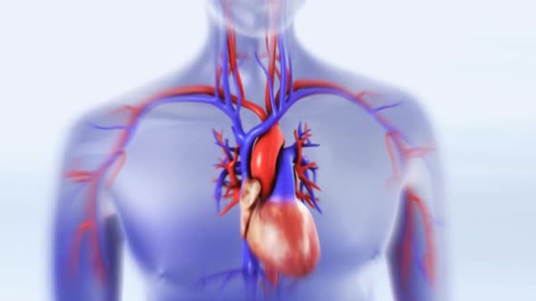 The heart is a pump, usually beating about 60 to 100 times per minute ...
