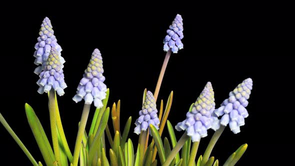 Blue Spike flowers blossom, time-lapse with alpha channel, Stock Footage