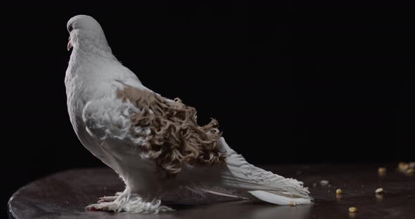 Adorable Fancy Breed of Pigeons Frillback Pigeon with Curly Feathers ...