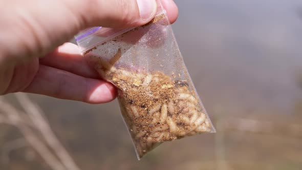 Hand Holding a Transparent Package with Live Maggots on a Background of ...