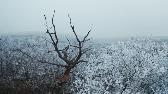 Dry brown tree among white trees in winter., Stock Footage | VideoHive
