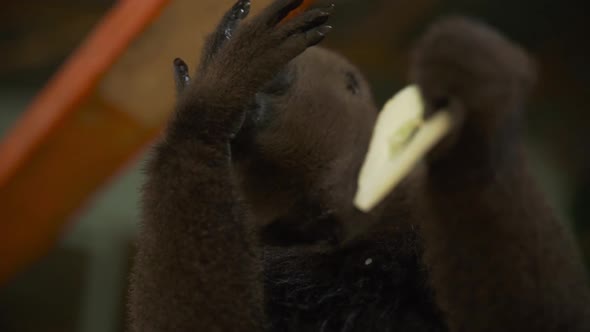 Super closeup of common woolly monkey eating fruit in slow motion ...