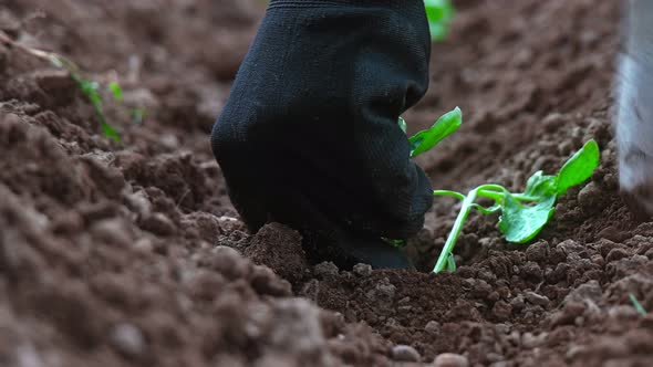 Planting Seedling - 4K, Stock Footage | VideoHive