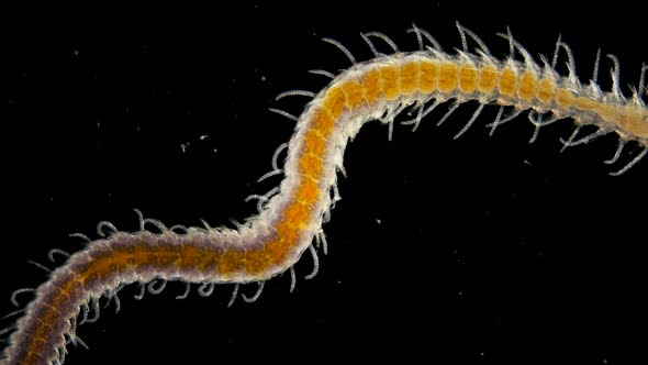a Sea Ciliary Worm Under a Microscope, of the Syllidae Family, Differs ...