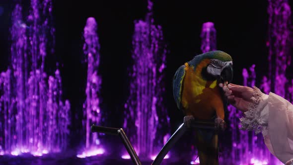 Macaw in the circus, Stock Footage | VideoHive