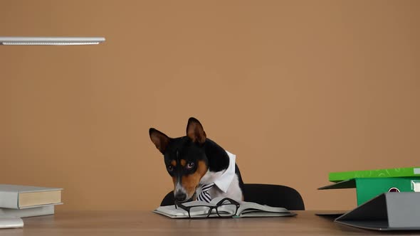 Basenji Wearing a Collar and Striped Tie Sits at a Desk on Which are ...