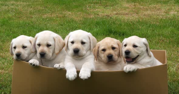 Yellow Labrador Retriever, Puppies Playing in a Cardboard Box, Normandy ...