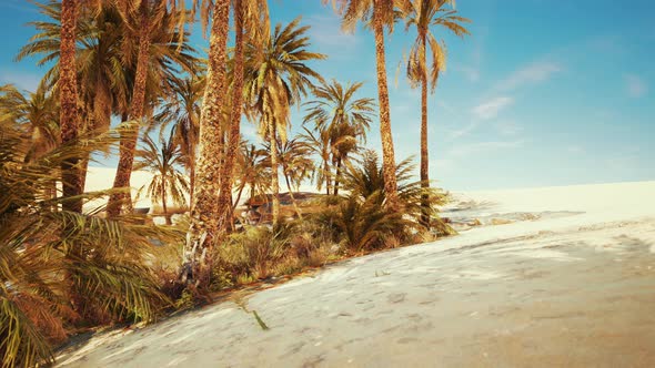 Palm Trees and the Sand Dunes in Oasis, Motion Graphics | VideoHive