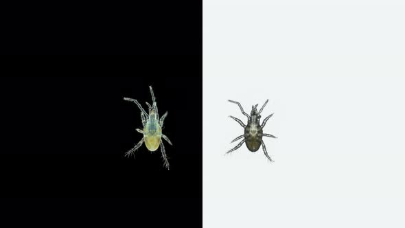 Acari Mite Mesostigmata Under Microscope Parasitoidea Superfamily ...