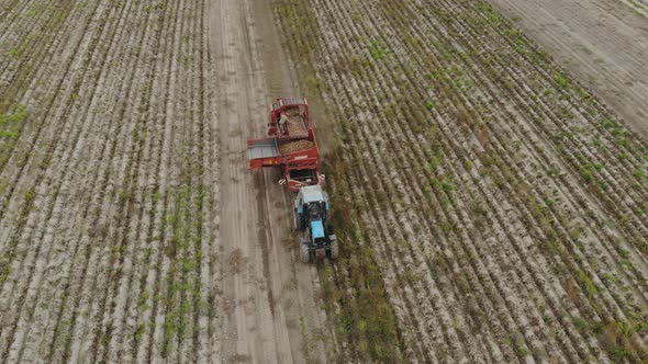 Harvesting of Root Crops Trailed Potato Harvester with Sorter on Board ...