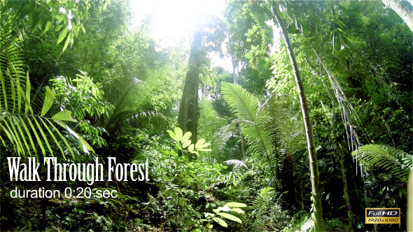 Walk Through Forest, Stock Footage | VideoHive