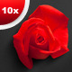 10 Photo-Realistic Isolated Red Roses, Isolated Objects | GraphicRiver