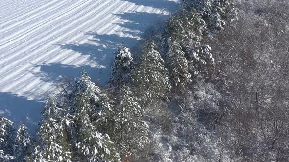 Pine tree shadows over the snow 4K aerial video, Stock Footage | VideoHive