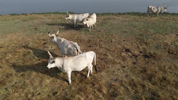 Cow Herd 79, Stock Footage | VideoHive