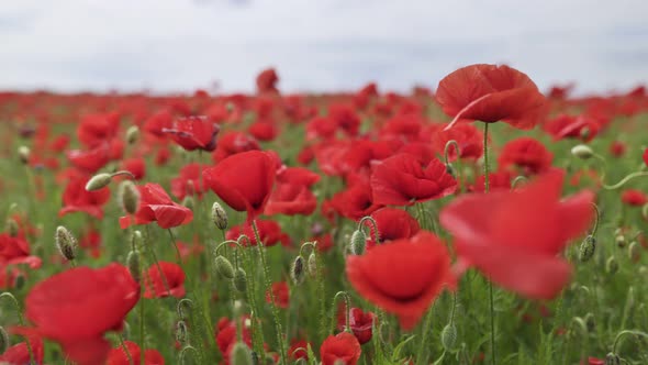 Walk in the Poppy Field, Stock Footage | VideoHive