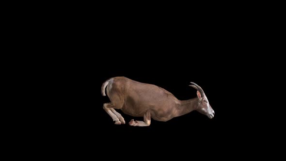 Goat Lay Down And Wake Up, Motion Graphics | VideoHive