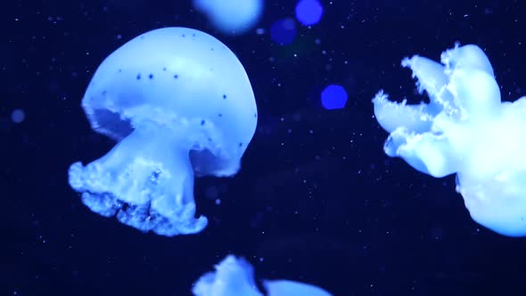 Shiny Vibrant Fluorescent Jellyfish Glow Underwater, Dark Neon Dynamic ...