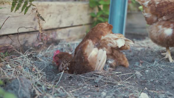 A Hen Chicken throwing up soil having a dust bath on a hot Spring day ...