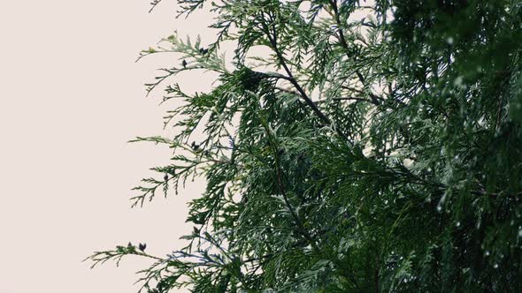 Dripping Tree Branches In The Rain, Stock Footage | VideoHive