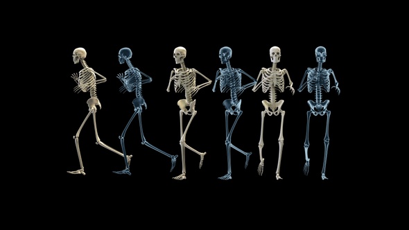Skeleton Jogging Cycle Pack Full Hd, Motion Graphics | VideoHive