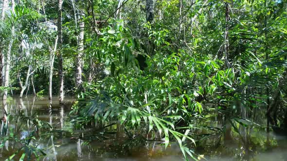 Amazon Ecosystem at Amazon Rainforest. Manaus Brazil. Nature wild life ...