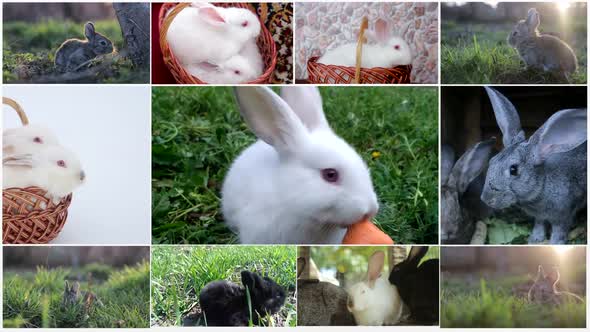 Collage of Rabbits Many Rabbits Beautiful Rabbits Concept of the Easter ...