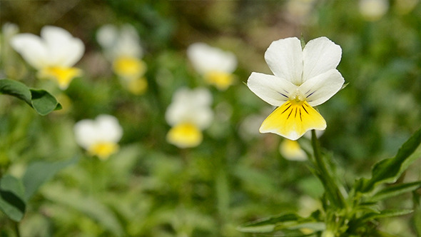 Little Yellow Forest Pansy, Stock Footage | VideoHive