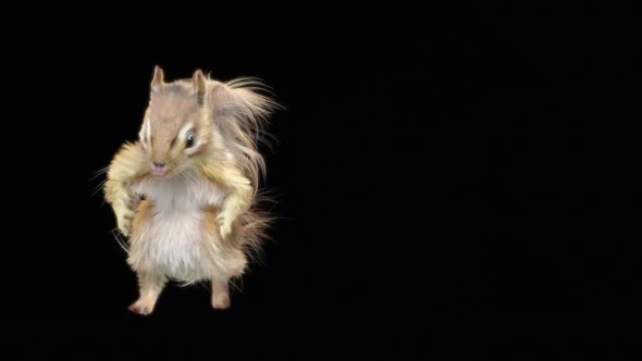 78 Chipmunk Dancing HD, Motion Graphics | VideoHive