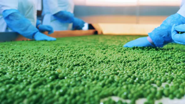 Hands of Factory Employees While Sorting Green Peas, Stock Footage