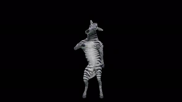 41 Zebra Dancing 4K, Motion Graphics | VideoHive