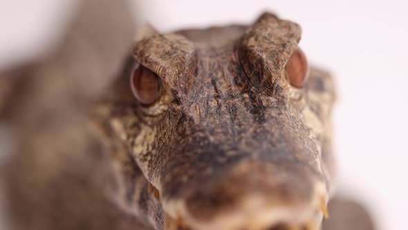 cuviers dwarf caiman macro face closeup, Stock Footage | VideoHive