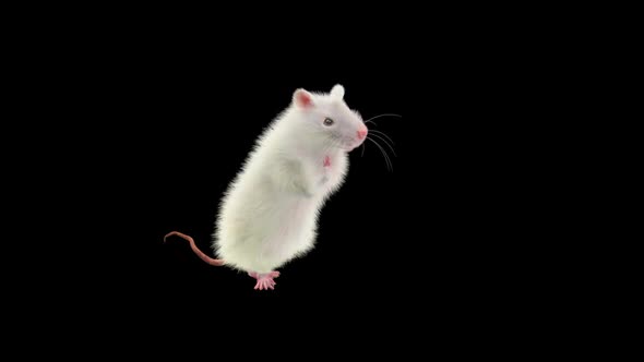 Rat Dancing Hd, Motion Graphics | VideoHive