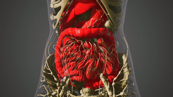 Detailed Human Digestive System Anatomy, Motion Graphics | VideoHive