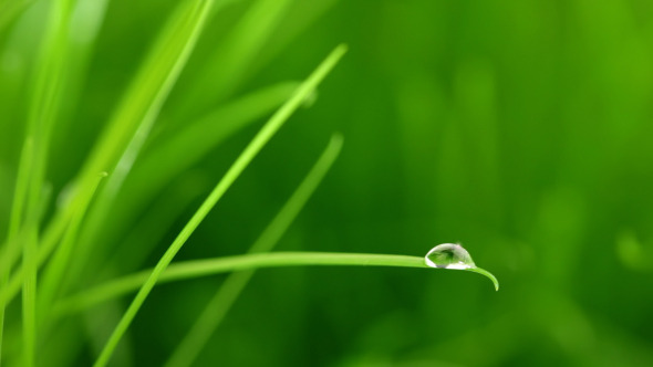 A Raindrop On Blade Of Grass, Motion Graphics | VideoHive