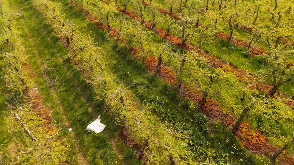 Blooming Orchard ,Early Spring, Stock Footage | VideoHive