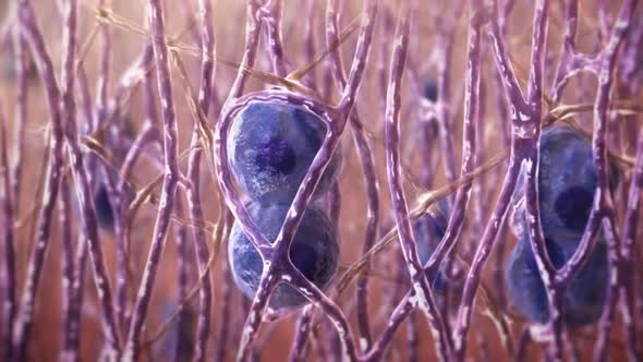 The cells of regeneration, Renewal in humans, regrowth of lost tissues ...