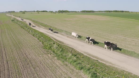 Cow Flock Walking Towards Pasture, Stock Footage | VideoHive